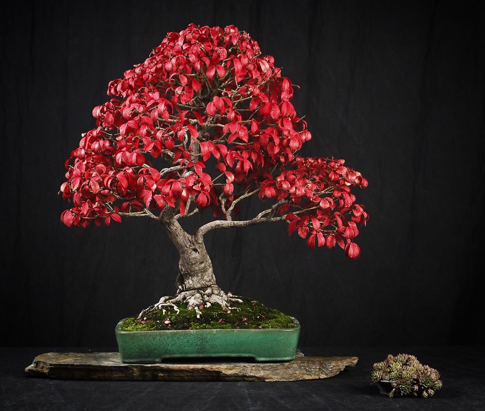Yamadori Dig with MBS - Prairie State Bonsai Society