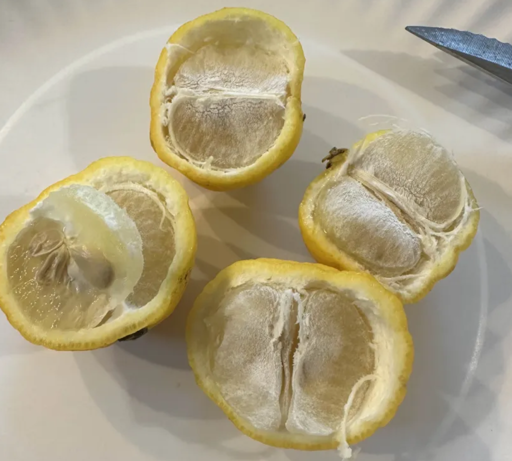 GROWING YUZU (WINTER HARDY CITRUS) FROM SEEDS - Prairie State Bonsai ...